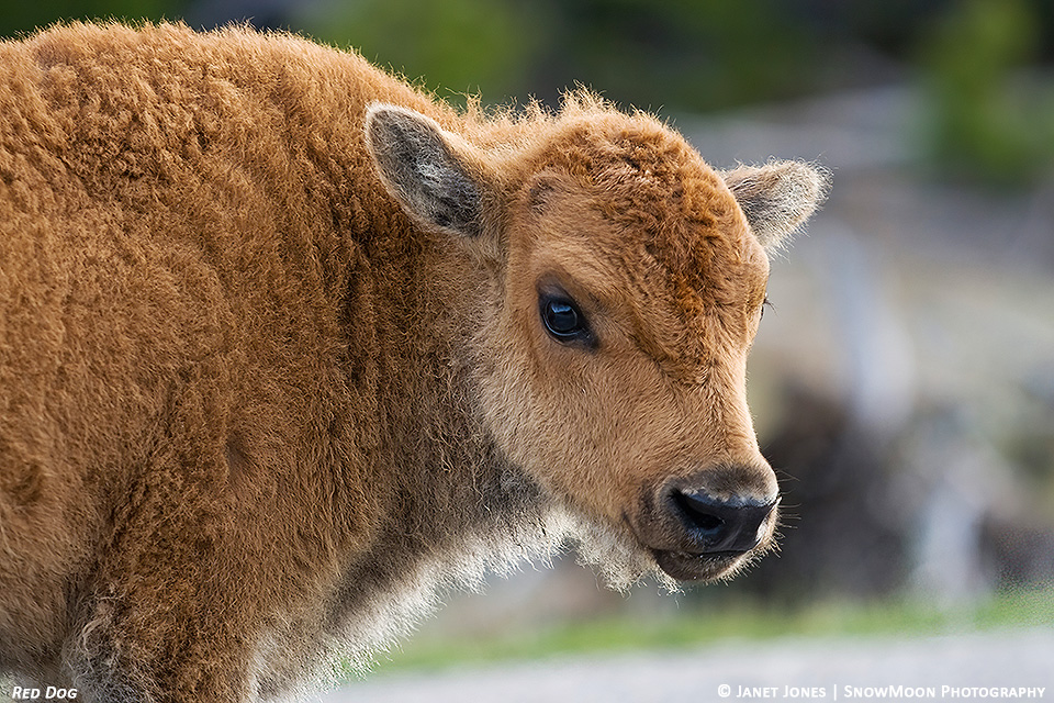 South Entrance to Yellowstone Opens - Cody Journal