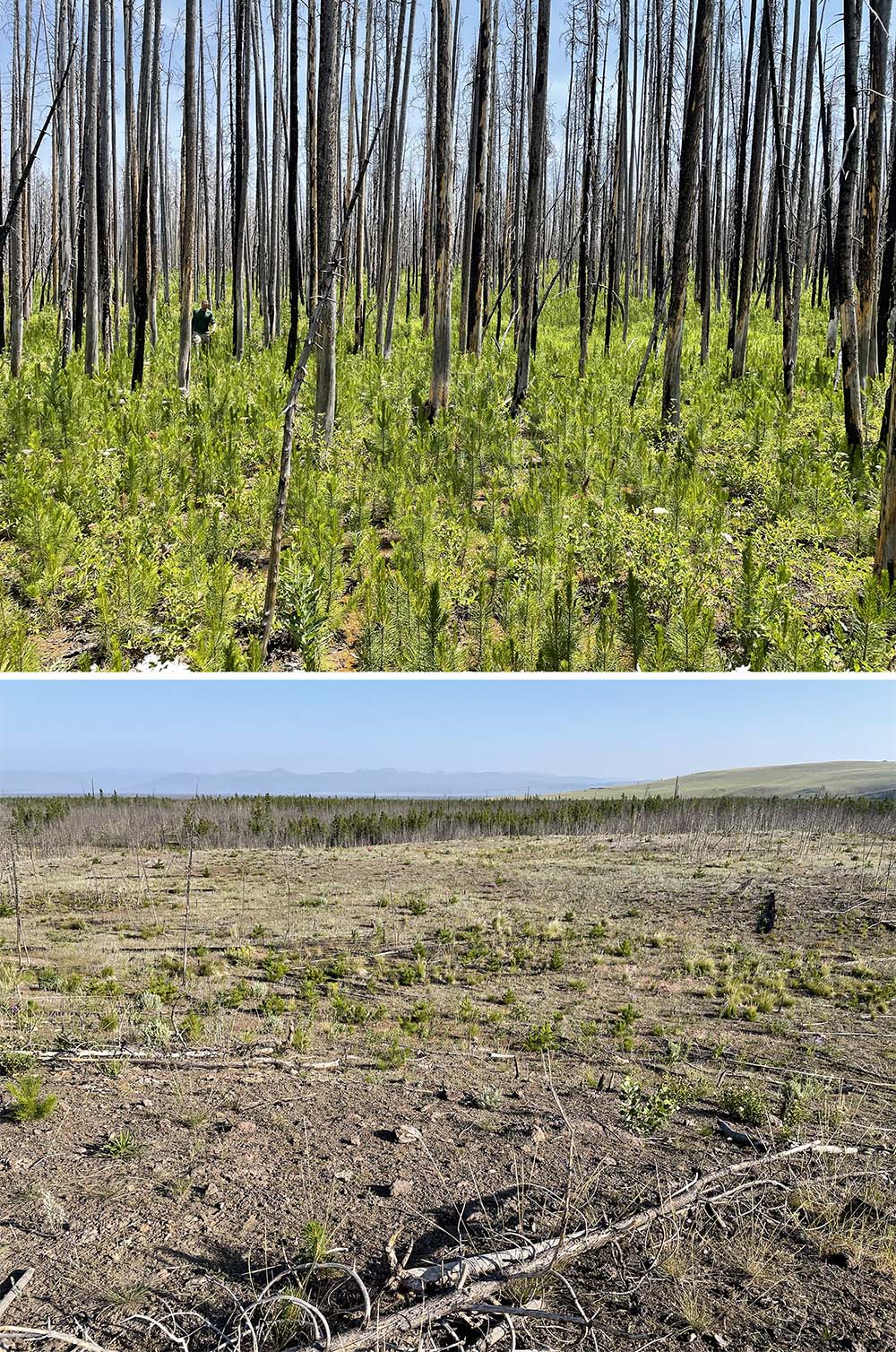 The Future of Yellowstone Forests - Cody Journal