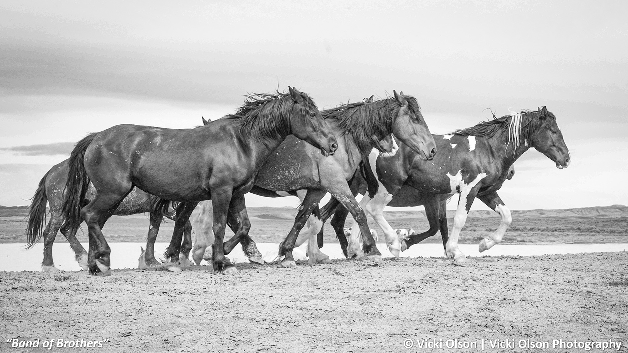 Featured Artist: Vicki Olson - Cody Journal