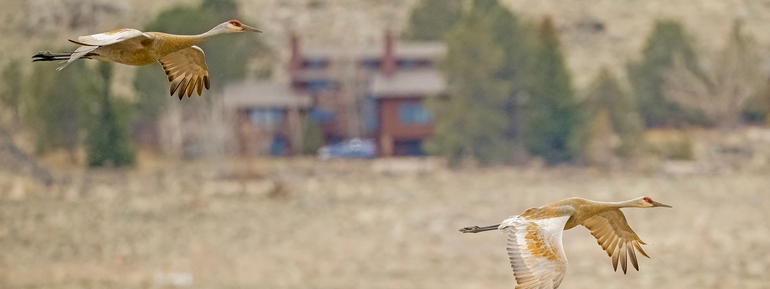 Birds of Yellowstone - Reception and Sale - Cody Journal