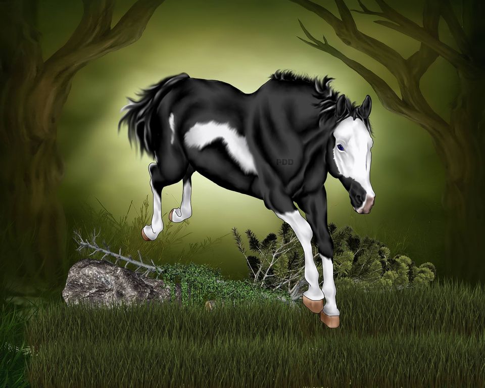 Flitner Ranch Colt Sale - Cody Journal