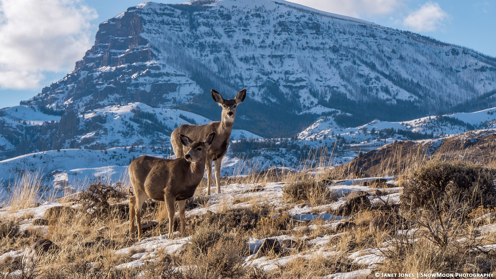 The Story Behind "Mule Deer and Jim Mountain" - Cody Journal
