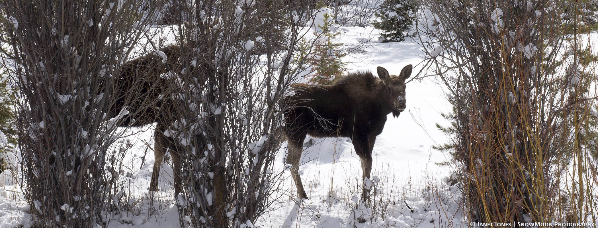 Winterfest Family Fun Day at BBCW - Cody Journal